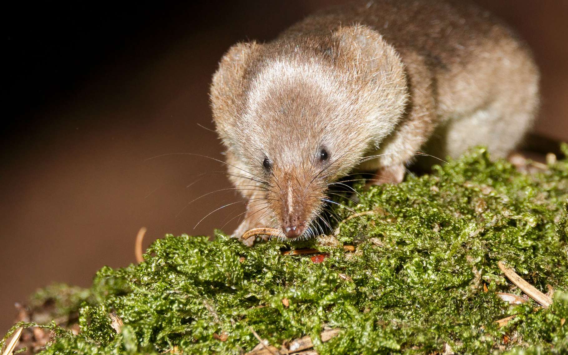 Musaraignes à dents rouges, sous famille des Soricinae | Dossier