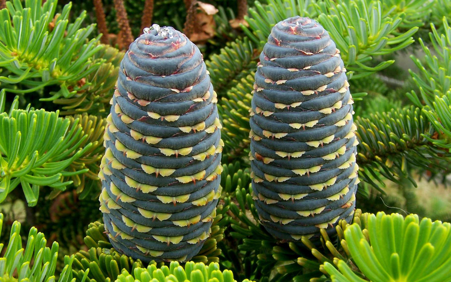 Les conifères, des végétaux datant de l'ère carbonifère | Dossier