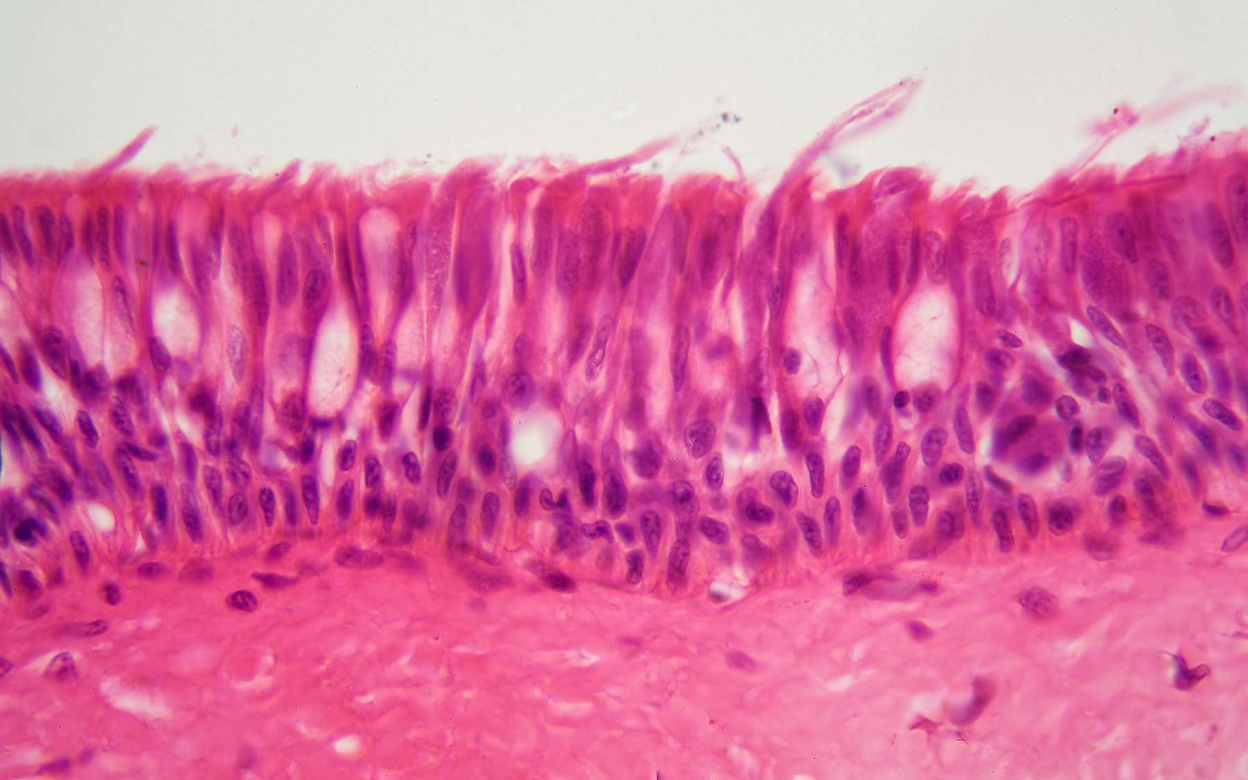 Définition | Laminine | Futura Santé