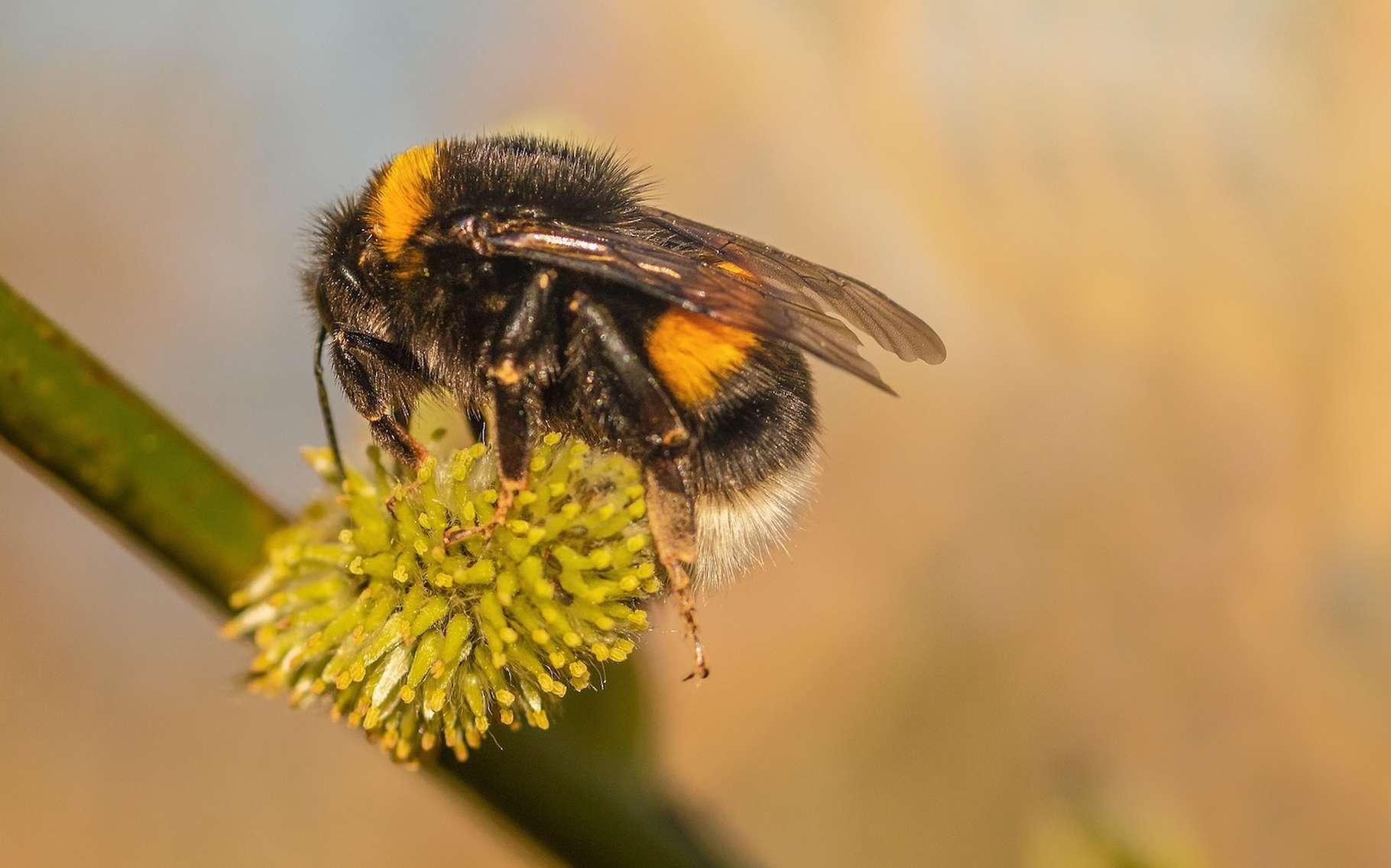 Biodiversité : la population des bourdons est au plus bas