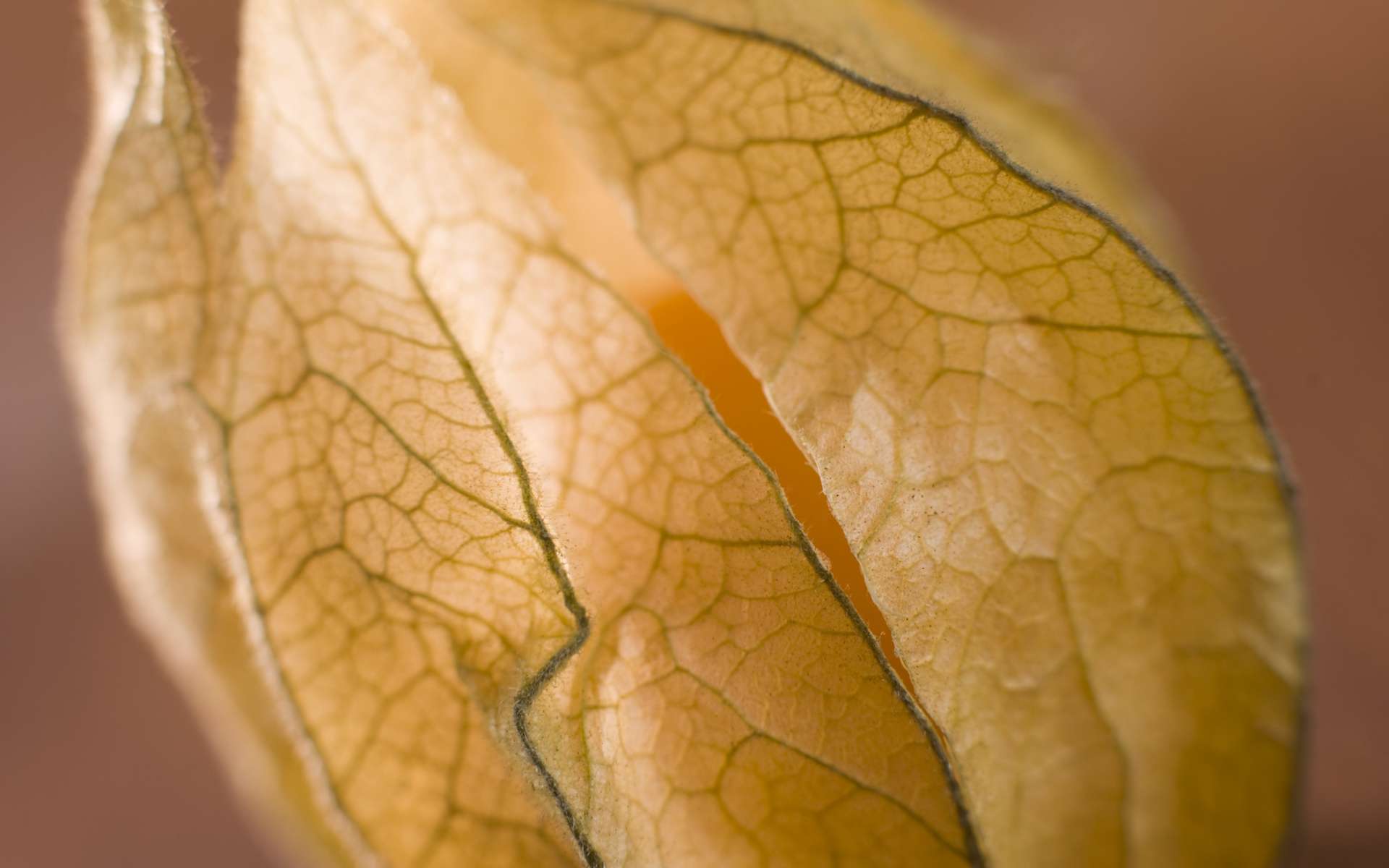Définition | Physalis | Futura Santé