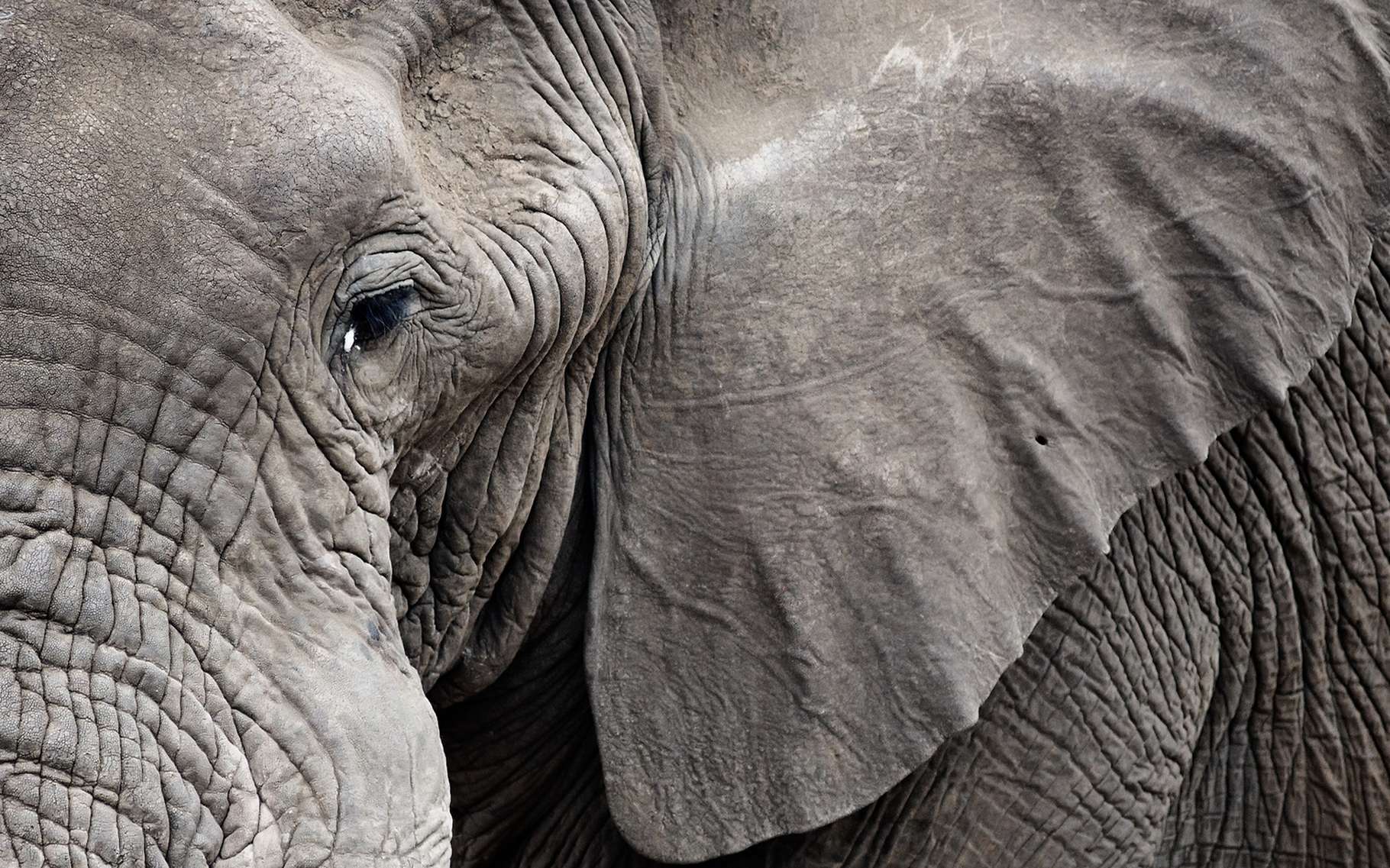 Un éléphant à dents de sabre découvert en Malaisie