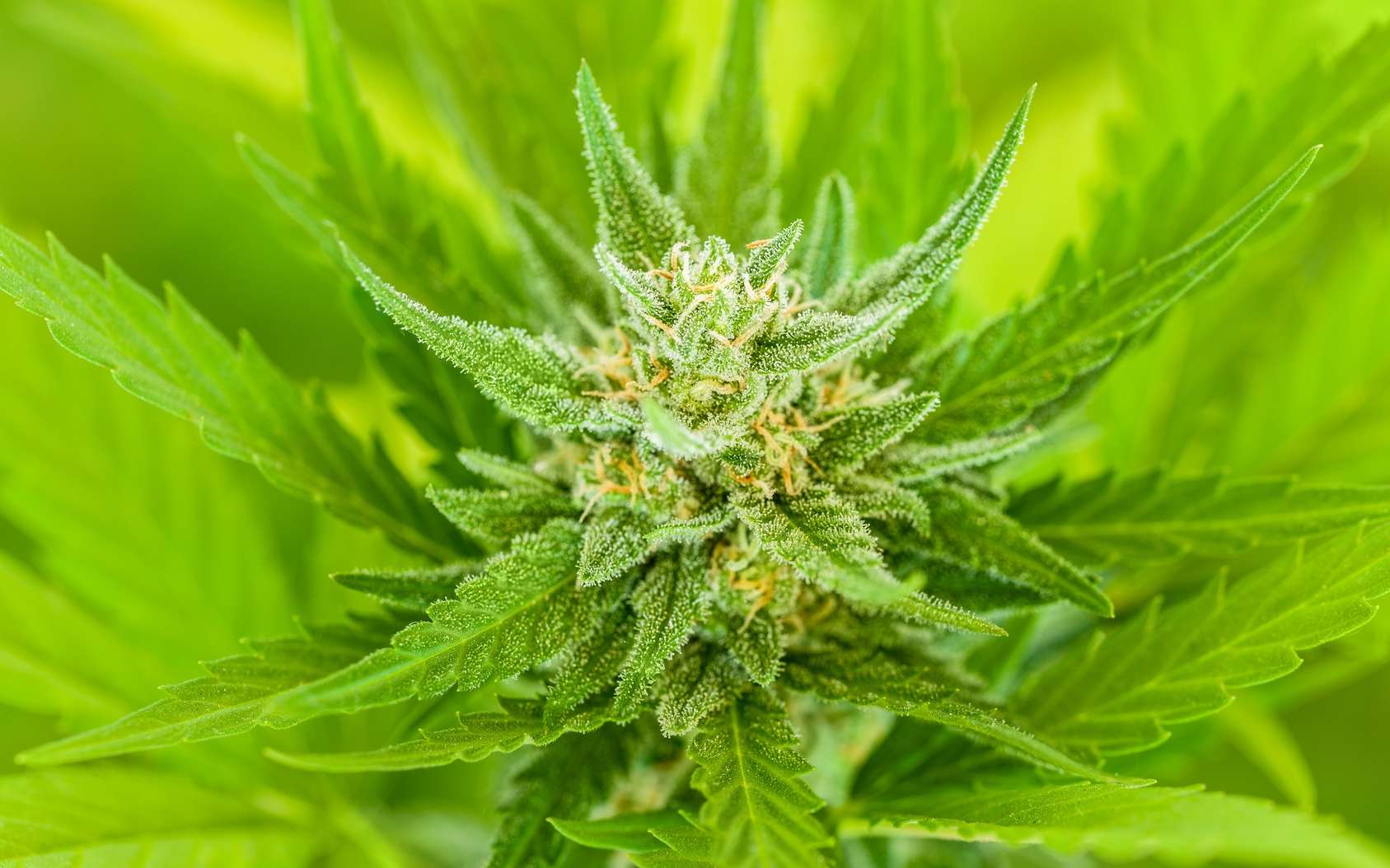 D finition THC T trahydrocannabinol Futura Sant 