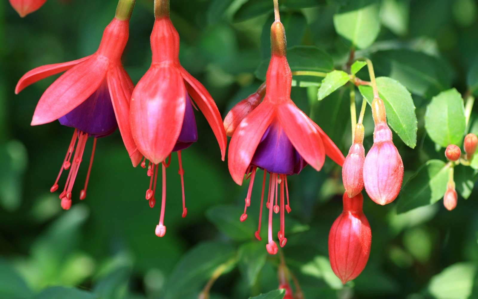 Définition | Fuchsia | Futura Planète