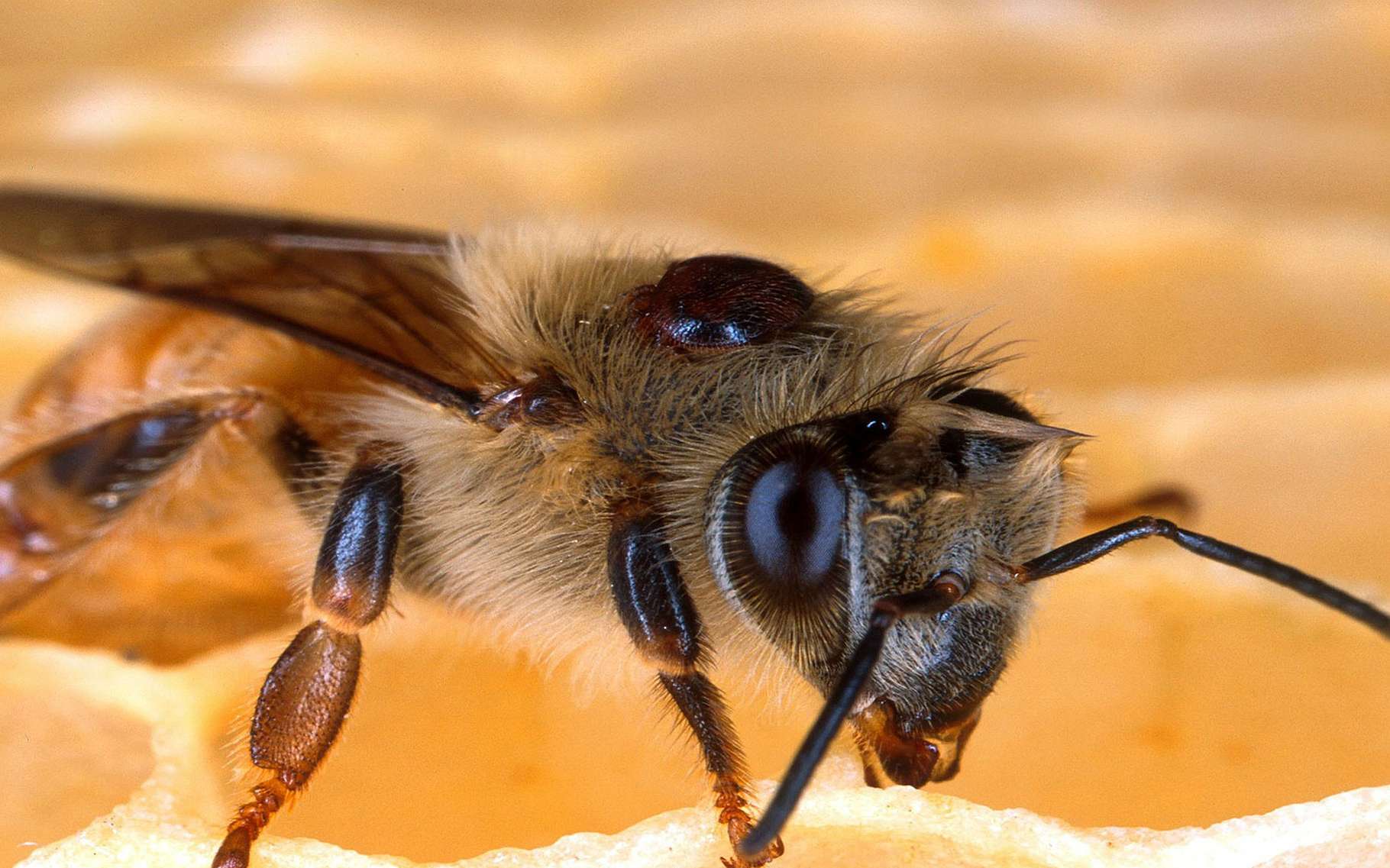 Mortalité des abeilles et agents pathogènes : le varroa et les virus | Dossier