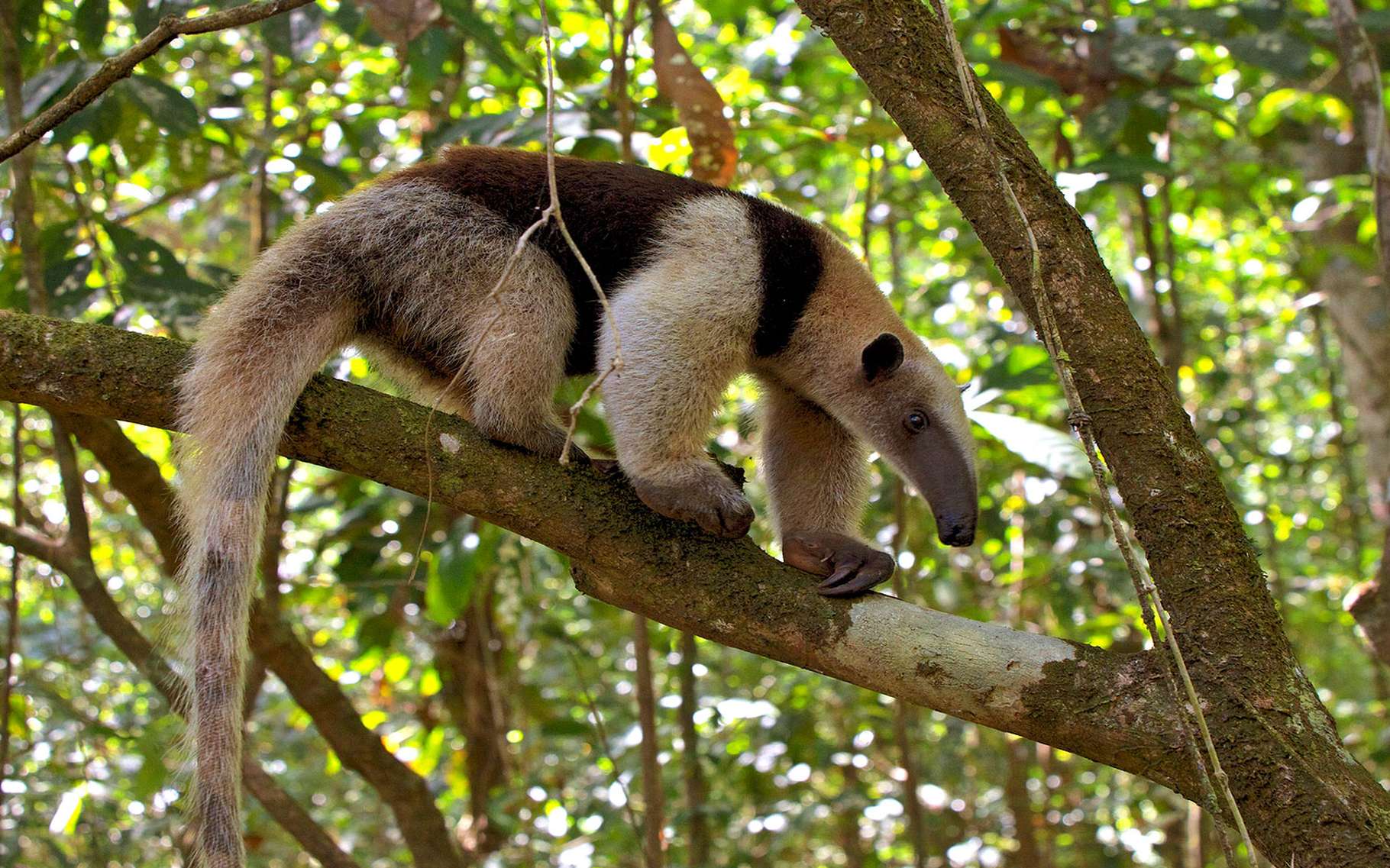 Le tamandua (Tamandua mexicana) | Dossier