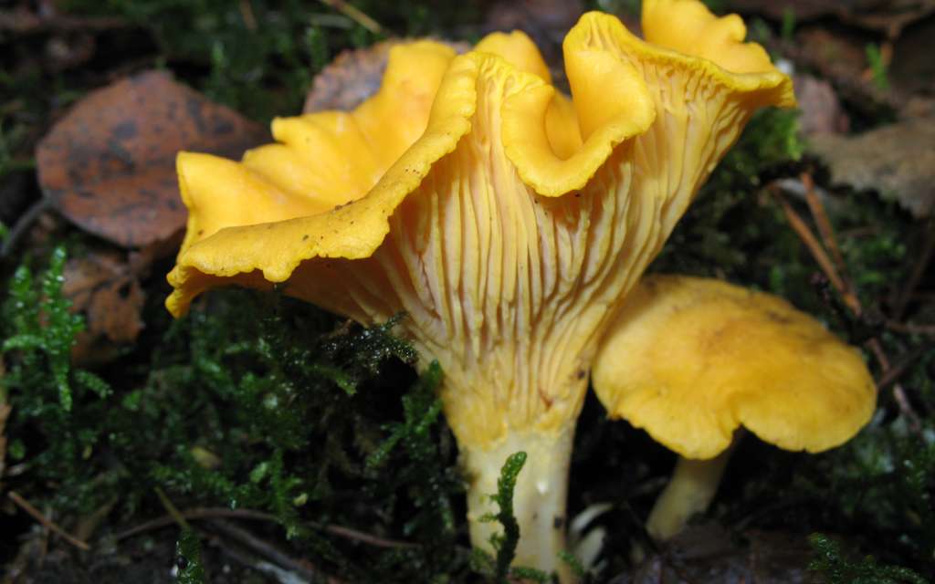 Photos | Au pays des champignons