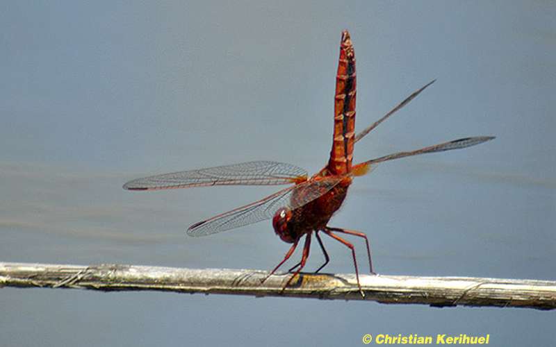 Photos | Voyage au pays des libellules en 23 photos