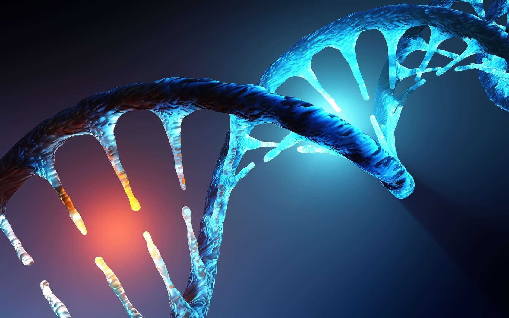 ADN : une nouvelle forme découverte dans des cellules humaines