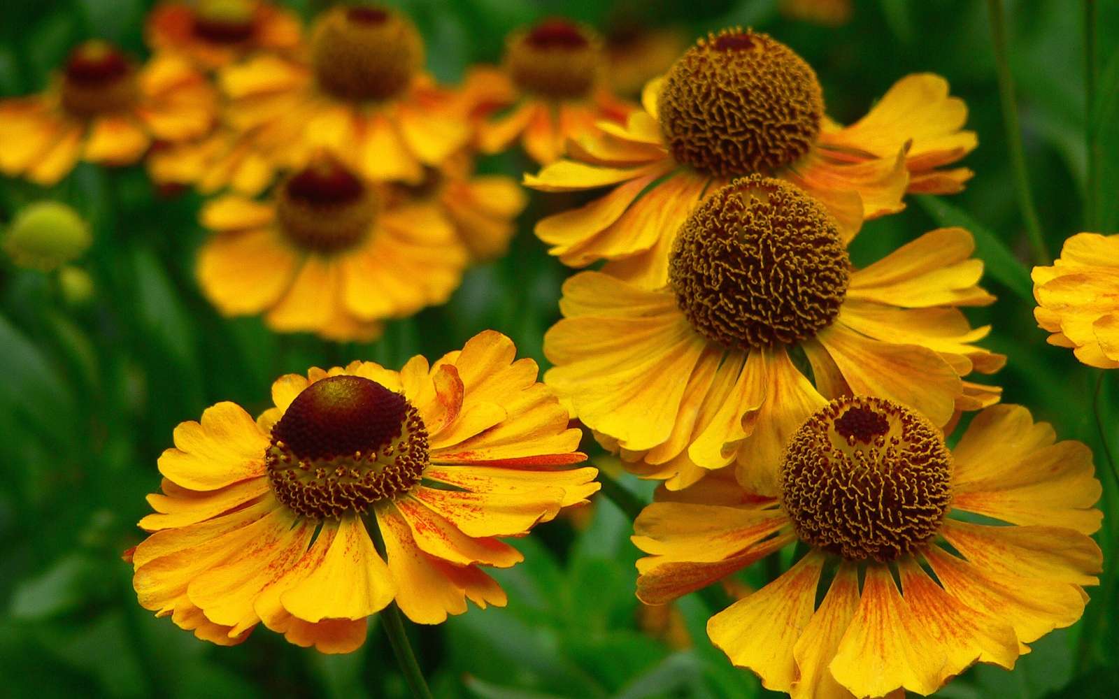 Définition | Helenium - Hélénie | Futura Planète