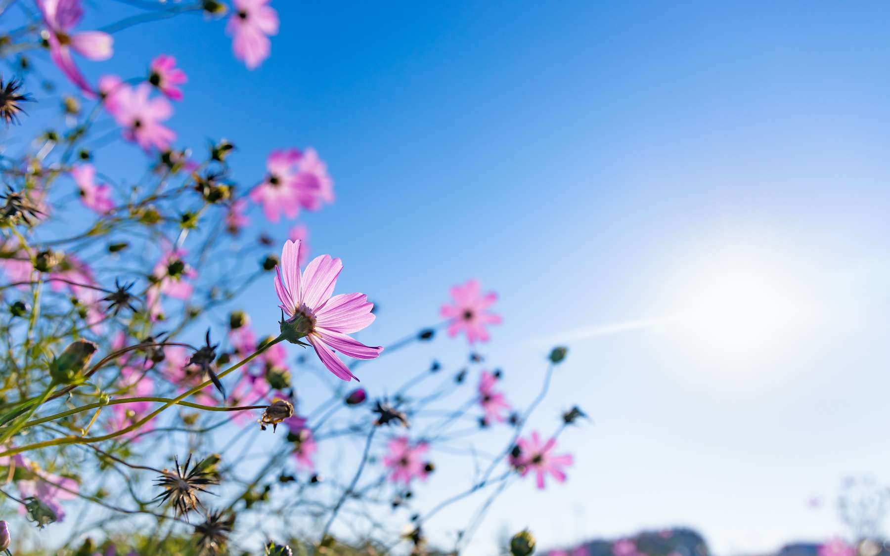 Définition | Phototropisme | Futura Planète