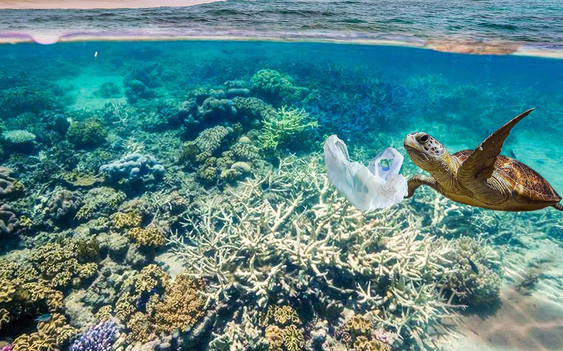 Septième continent de plastique : pistes d'avenir et futur | Dossier