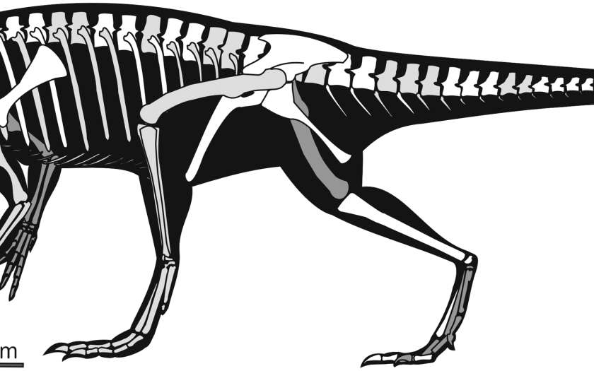 Un dinosaure omnivore était l'ancêtre des diplodocus
