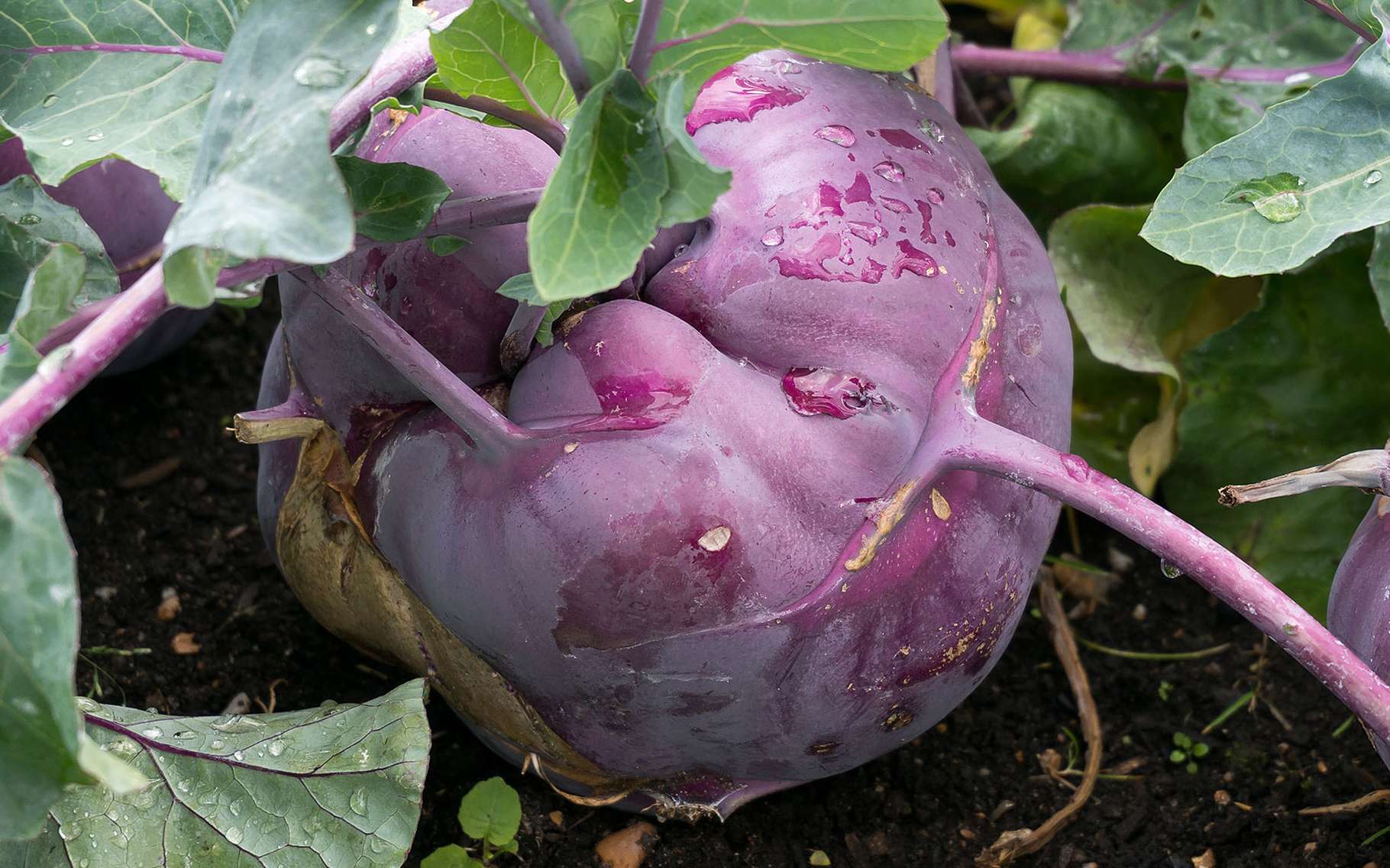 Les choux-raves : quand les ramasser ? | Dossier