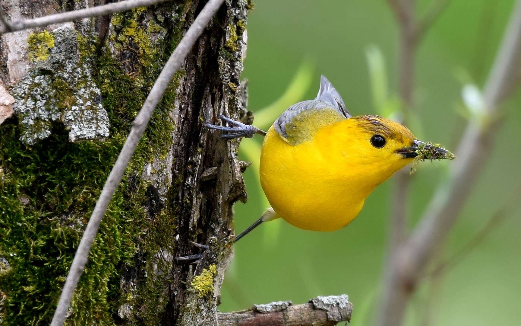 Photos | Quand les animaux optent pour le jaune