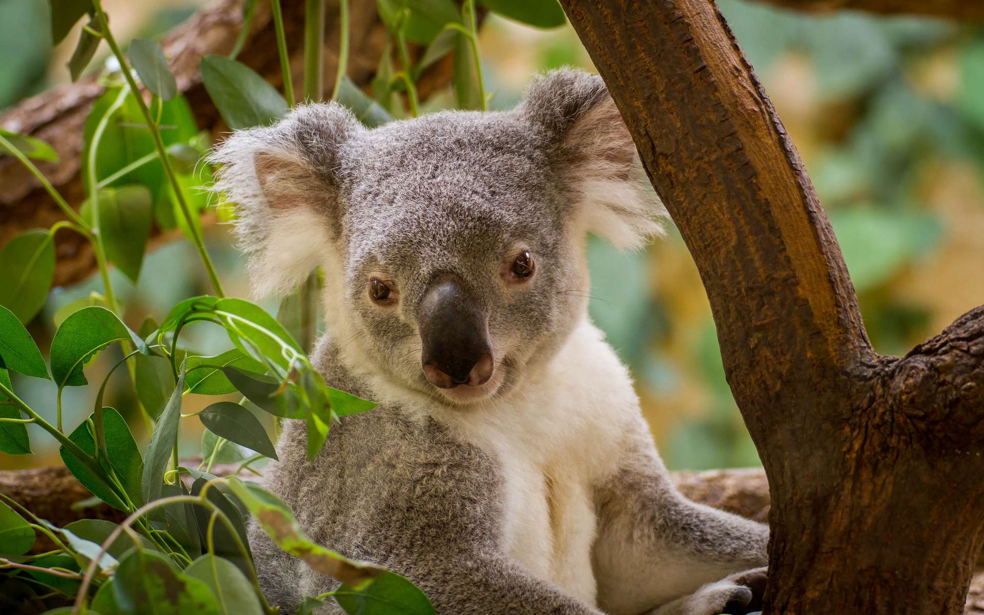 Une espèce en danger doit attendre 10 ans en moyenne pour être protégée