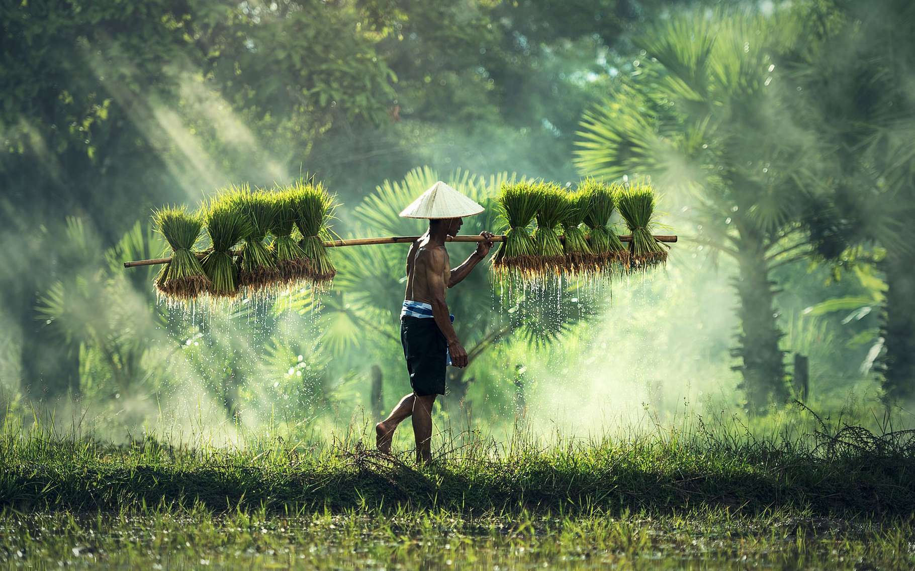 Le riz, une plante fascinante | Dossier