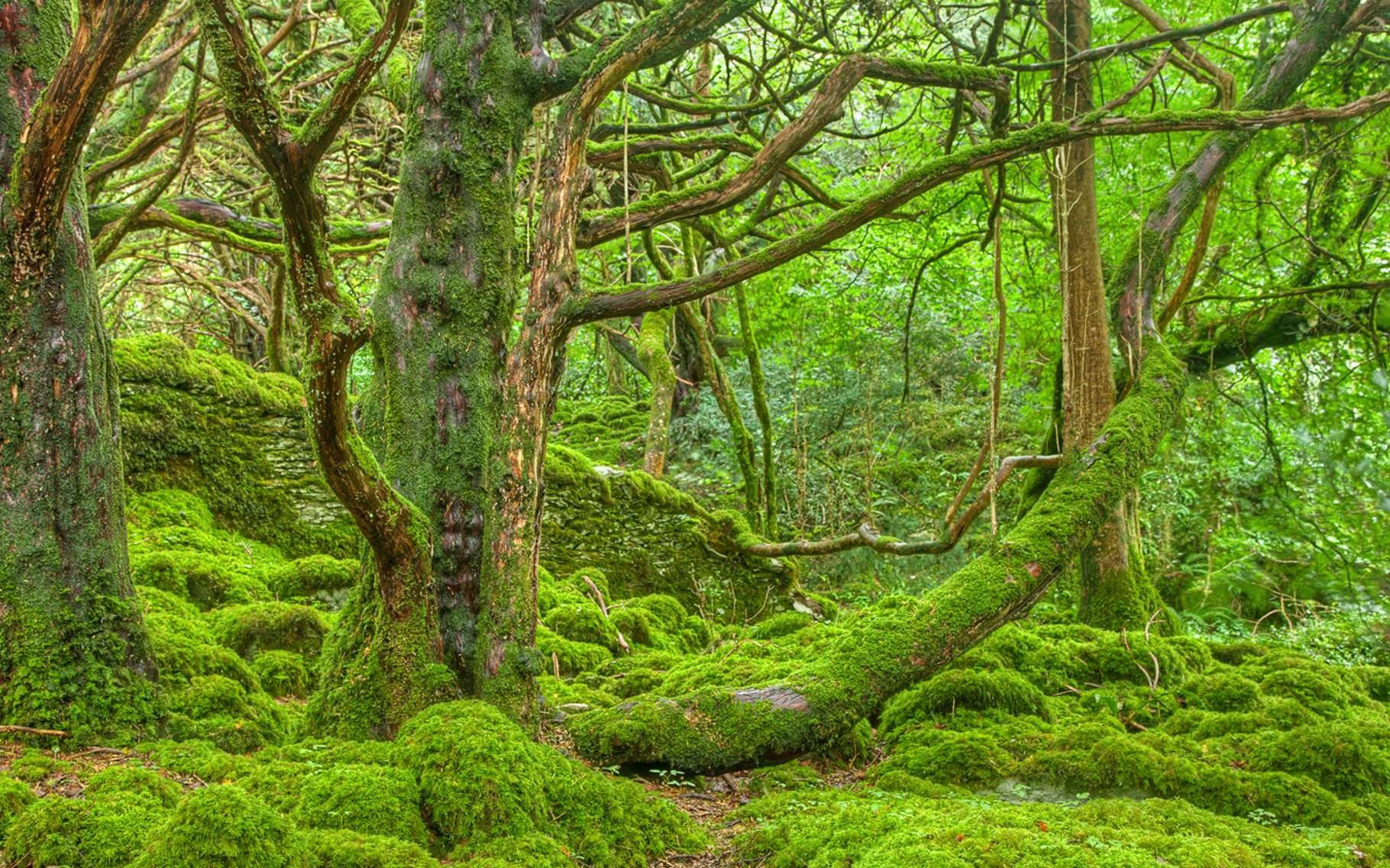 Les différents types de forêts | Dossier