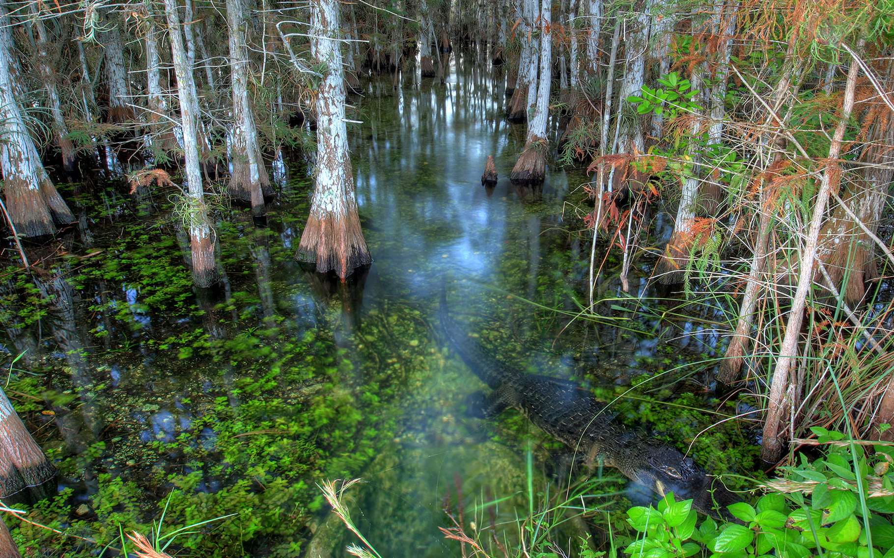 Floride : le parc national des Everglades | Dossier