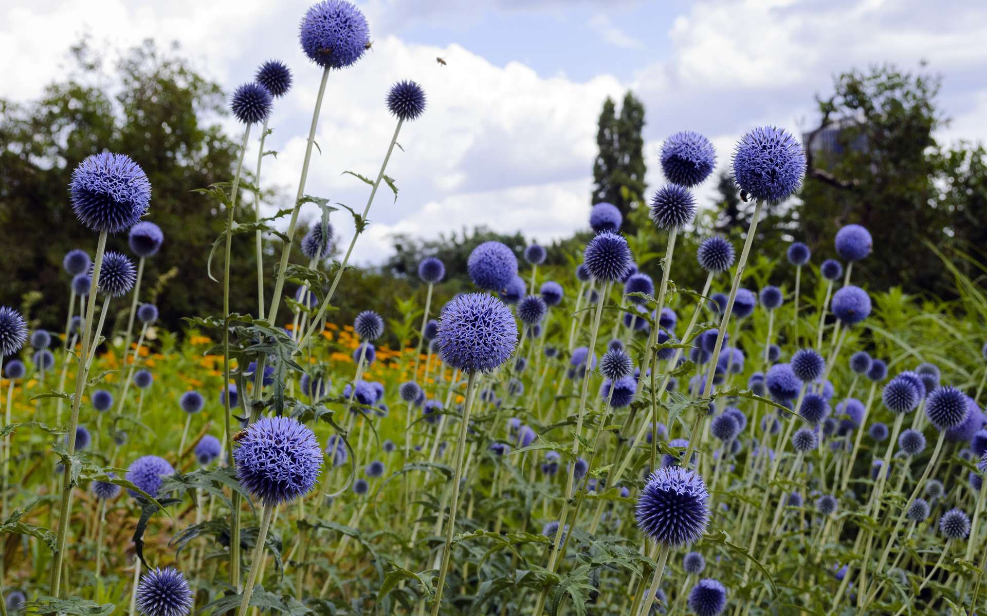 L'échinops est-il une plante décorative exigeante