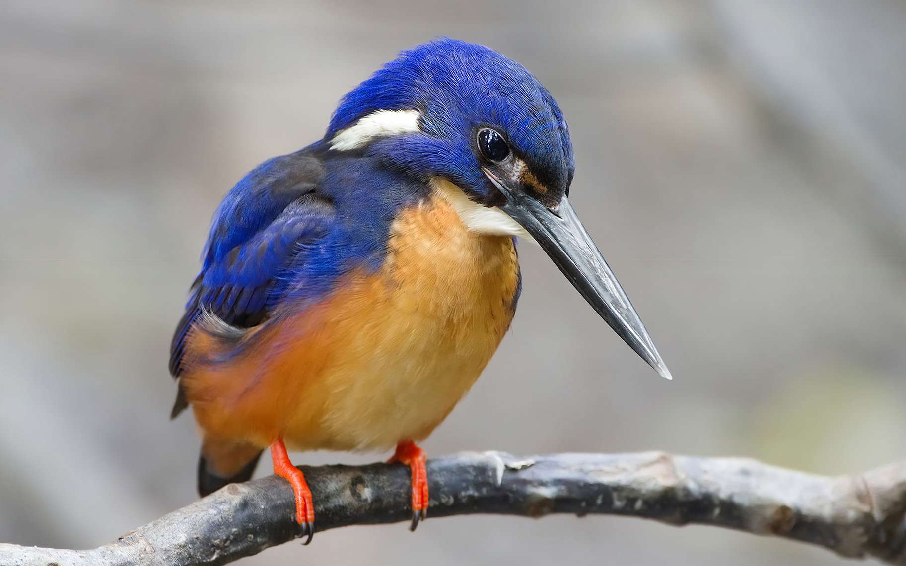 Photos | Biomimétisme : quand la nature inspire les innovations