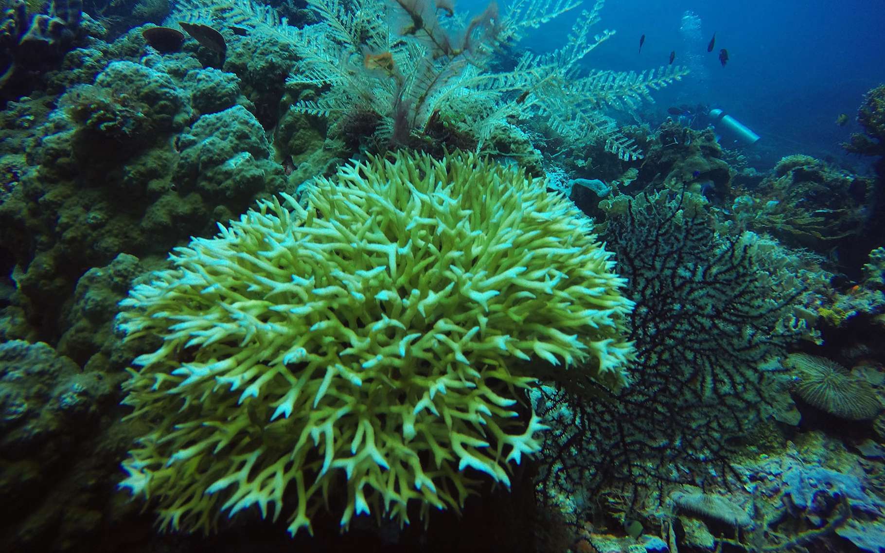 Pourquoi les coraux durs sont-ils si importants ? | Dossier