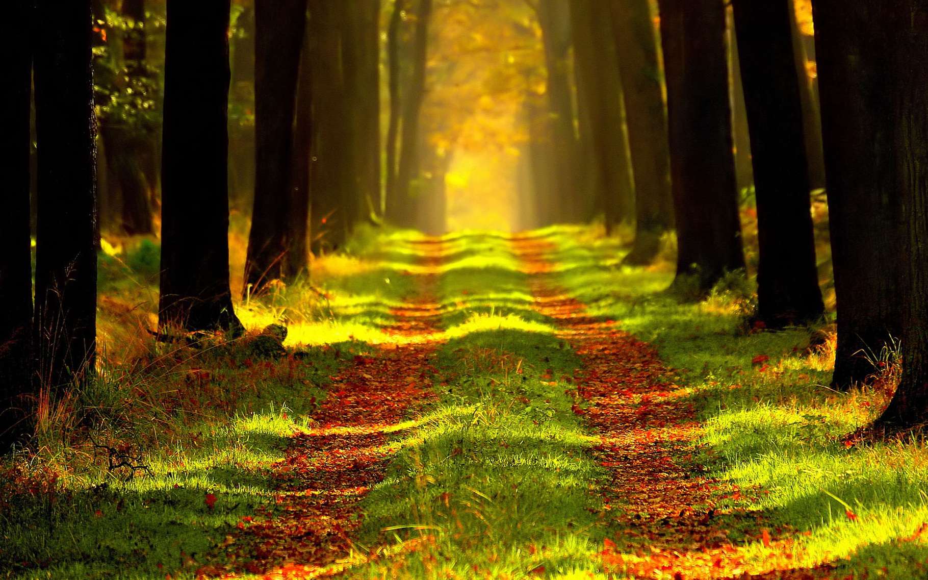 La forêt : structure et écosystème | Dossier