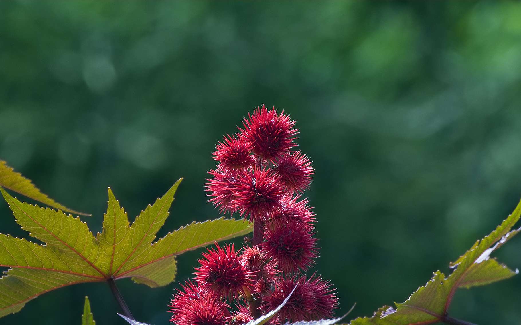 Curare et ricin : des poisons d'Amérique et d'Afrique | Dossier