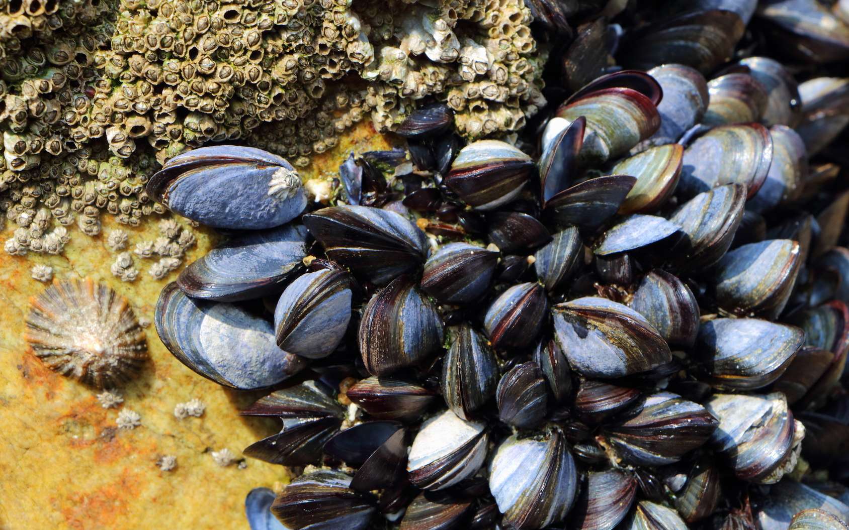 Les moules pourraient aider à sauver les océans de la pollution Les moules pourraient aider à sauver les océans de la pollution