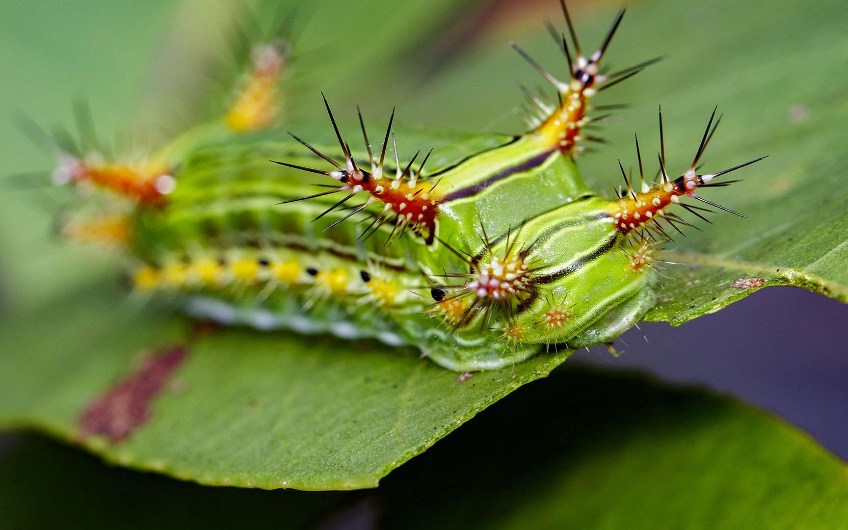 Photos | Ces animaux étranges qui nous fascinent