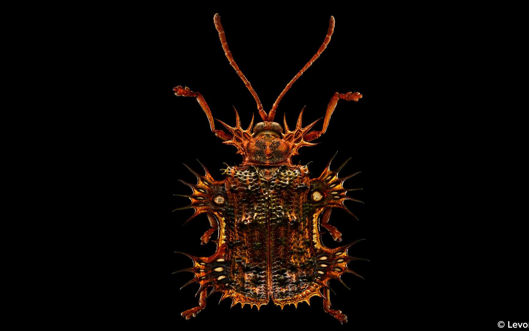 Photos | 12 superbes insectes photographiés par Levon Biss