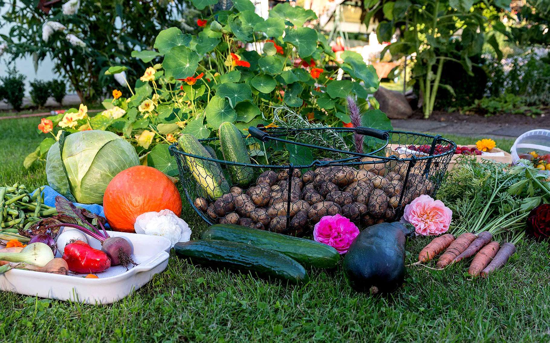 Découvrir les livres de l'auteur sur le potager | Dossier