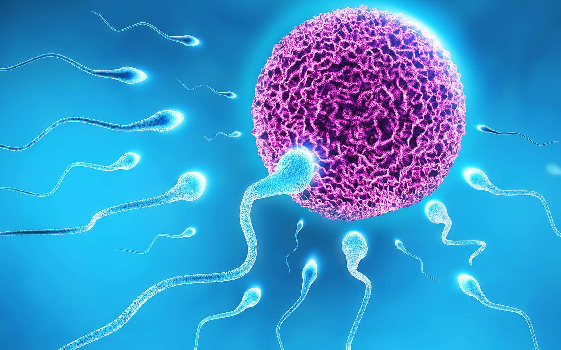 Fécondation et début de la grossesse | Dossier