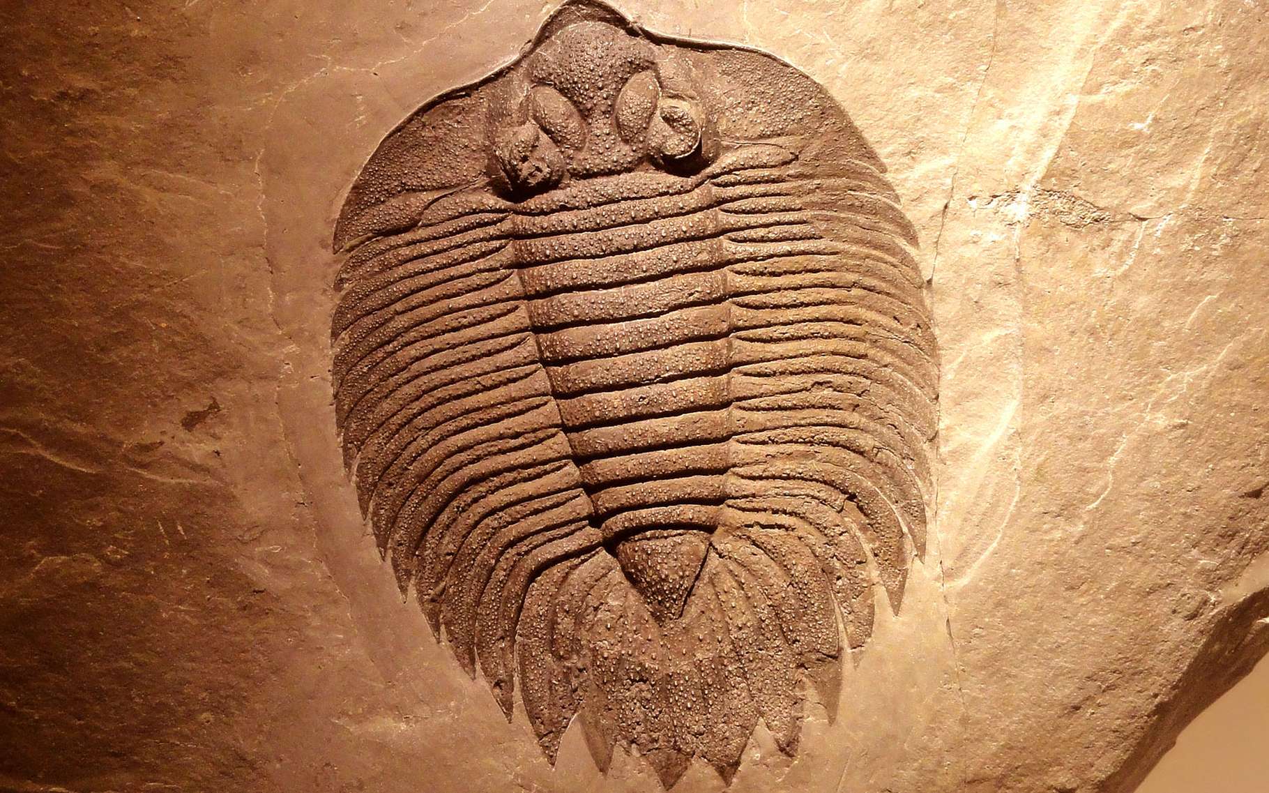 L'explosion cambrienne, mythe ou réalité ? | Dossier