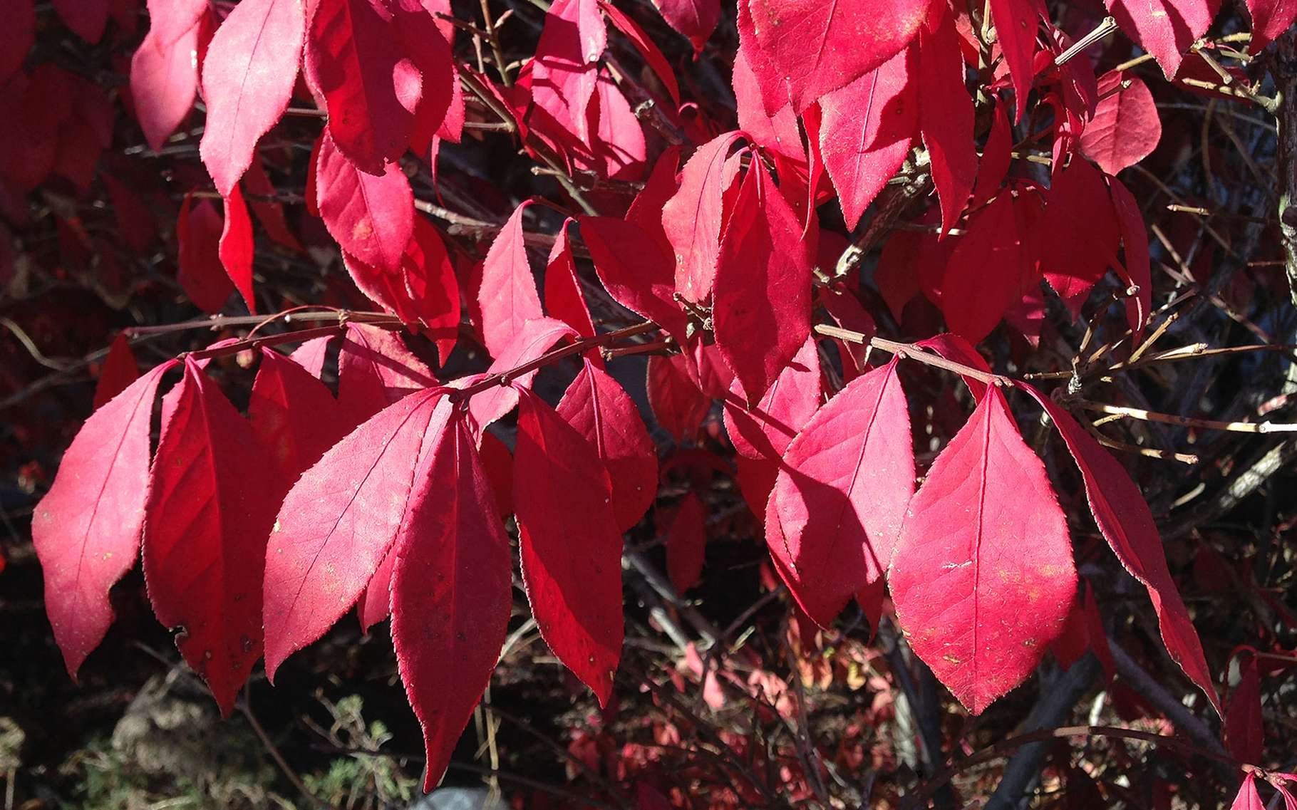 Le fusain ailé (Euonymus alatus) : taille et croissance | Dossier