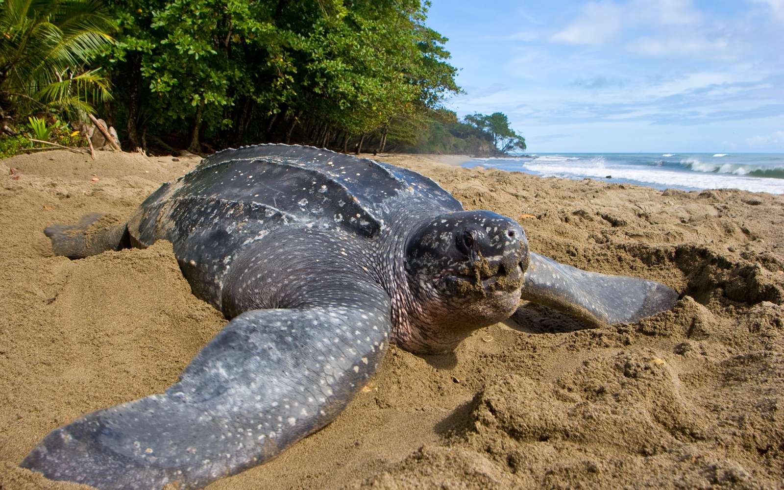 Tortue Luth Kaiju Du Pacifique Les Tortues Marines De Madagascar