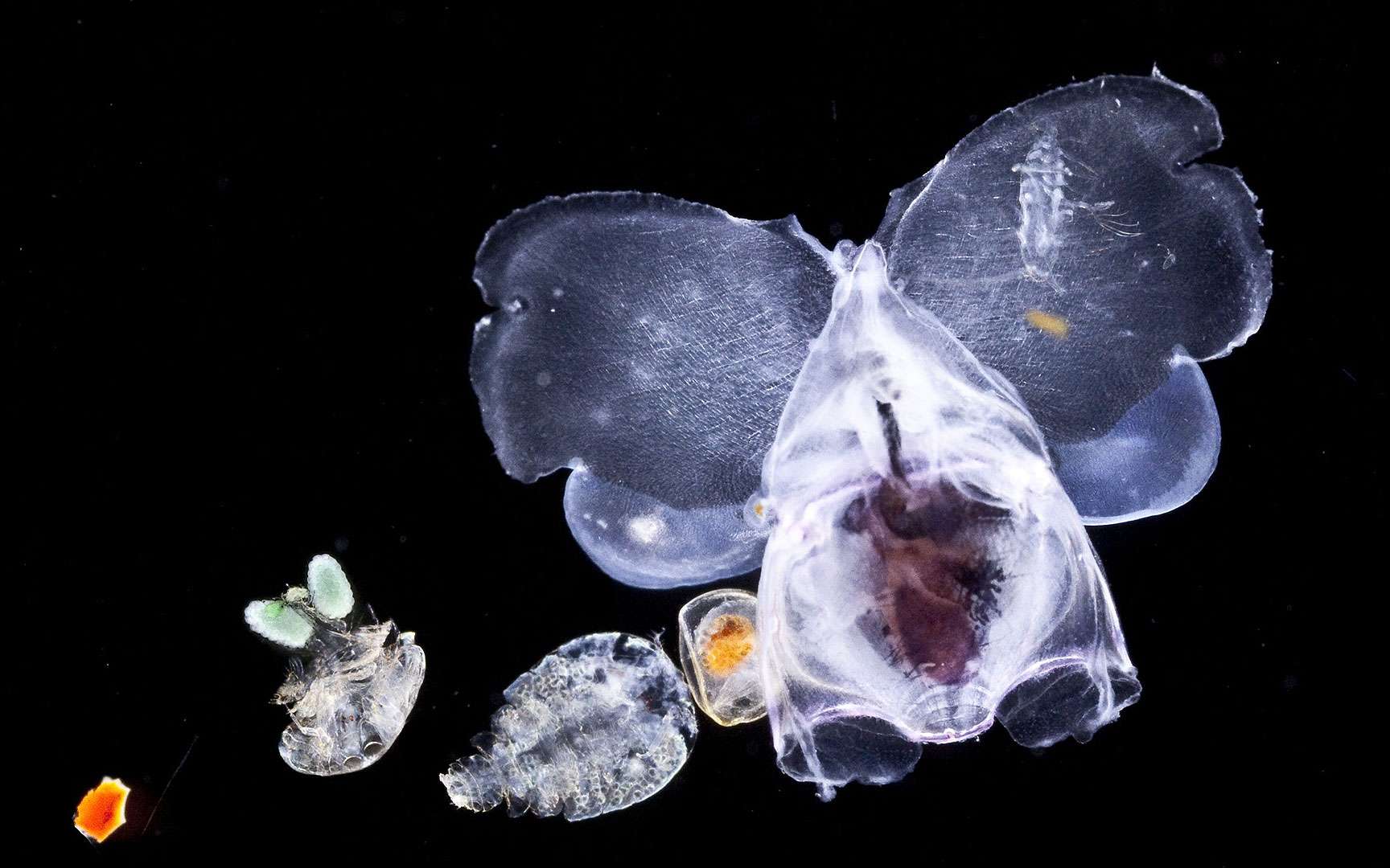 Photos | Le plancton en 17 photos avec Christian Sardet