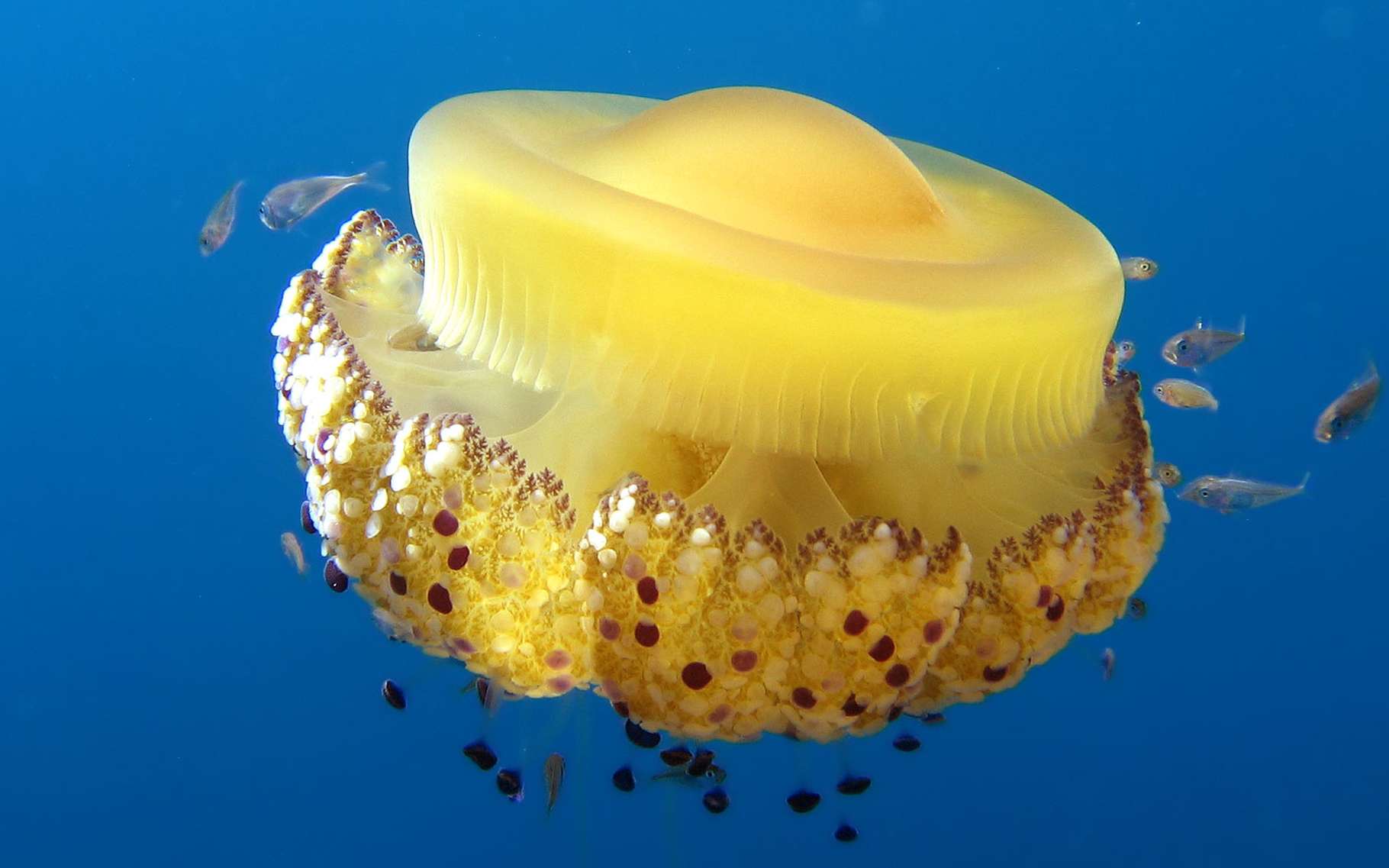 Les méduses des animaux fascinants | Dossier