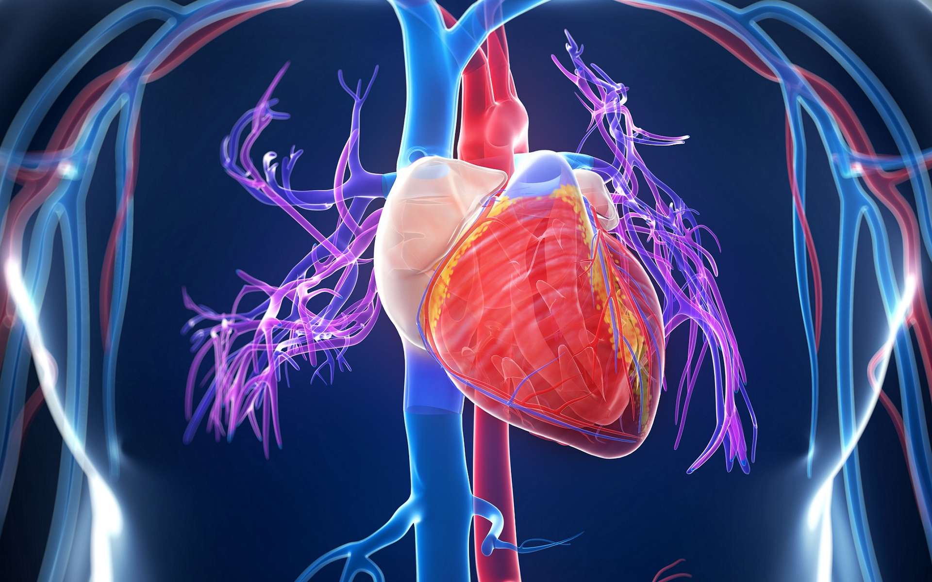 Définition | Ventricule cardiaque | Futura Santé