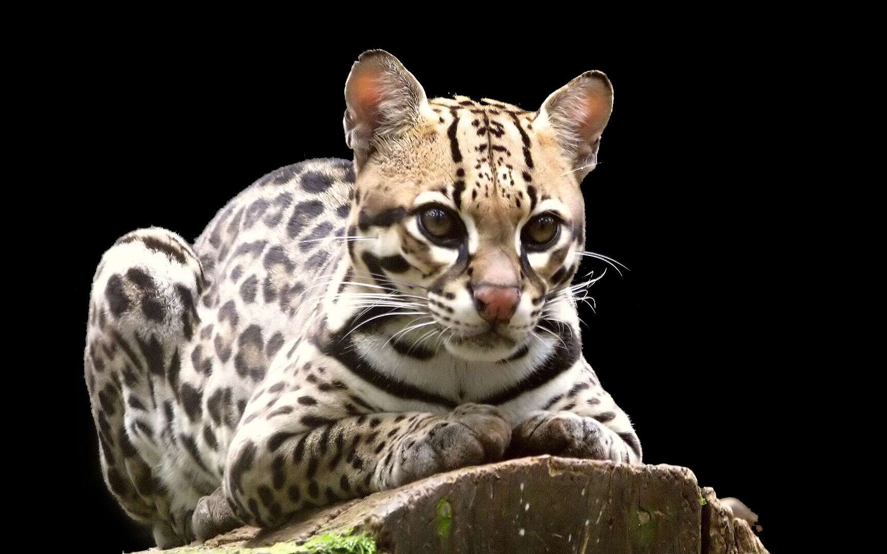 Photos | 12 petits félins que vous ne connaissez peut-être pas