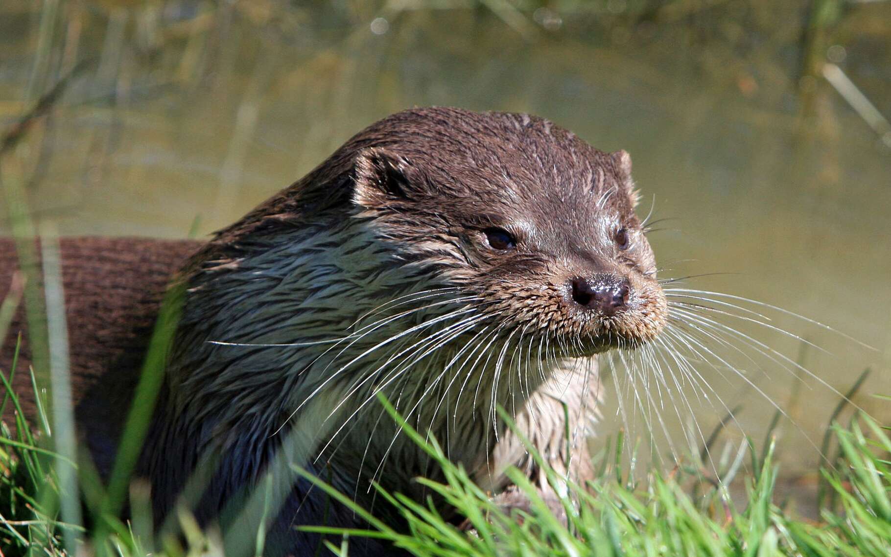 Faune et flore du marais poitevin | Dossier
