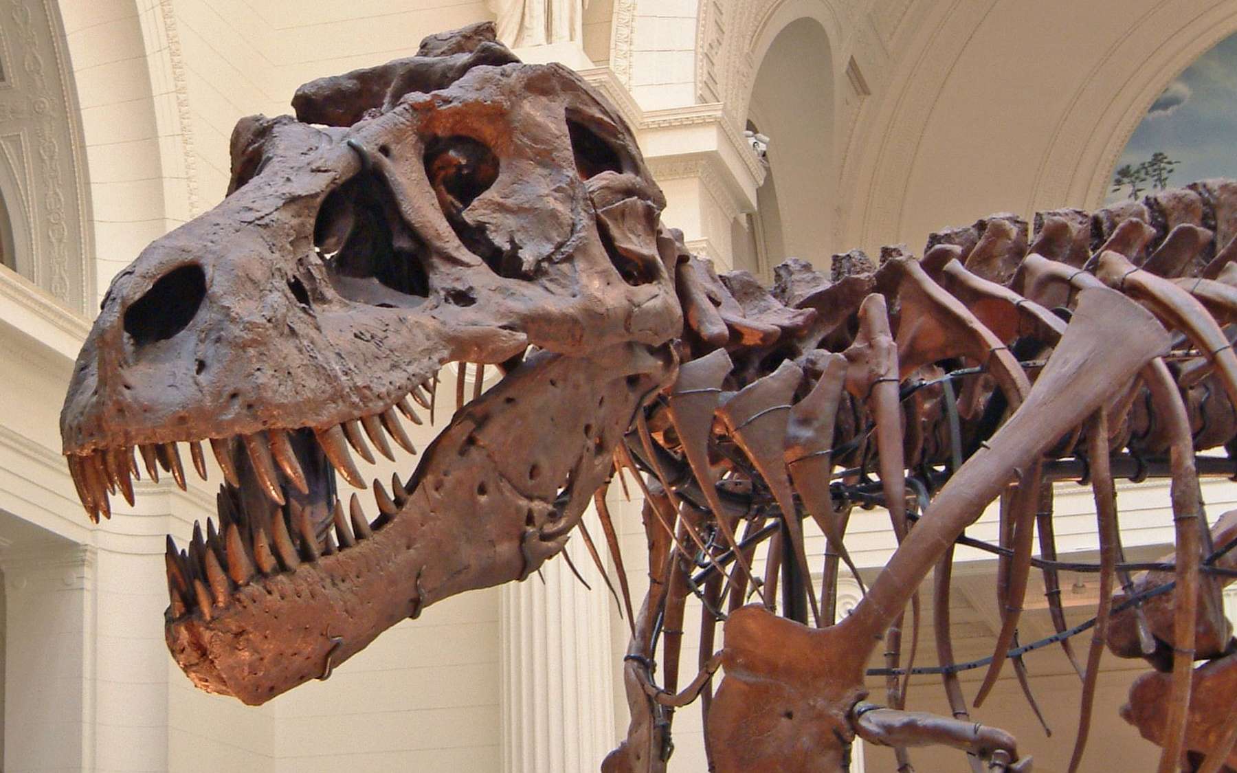 L’origine du T-Rex mieux comprise grâce à un nouveau dinosaure