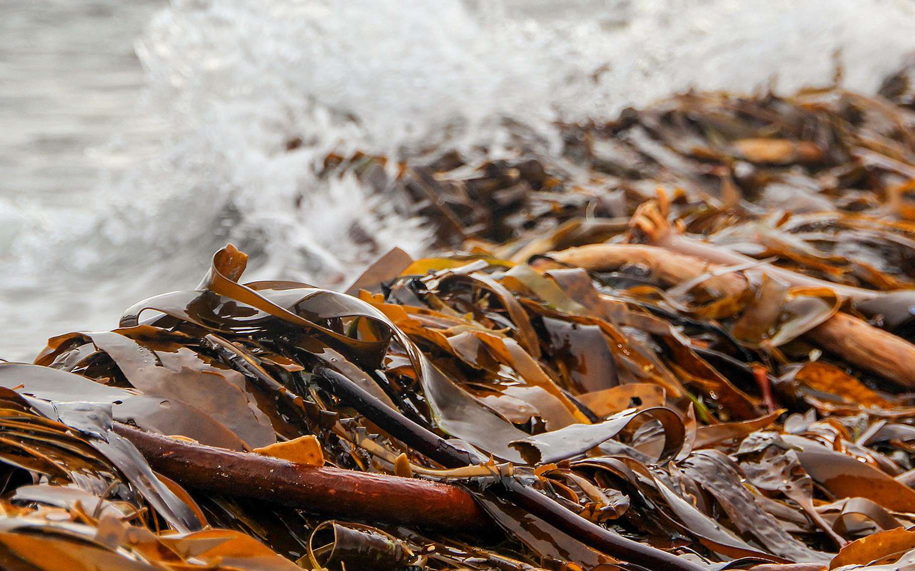 Les spectaculaires efflorescences d'algues | Dossier