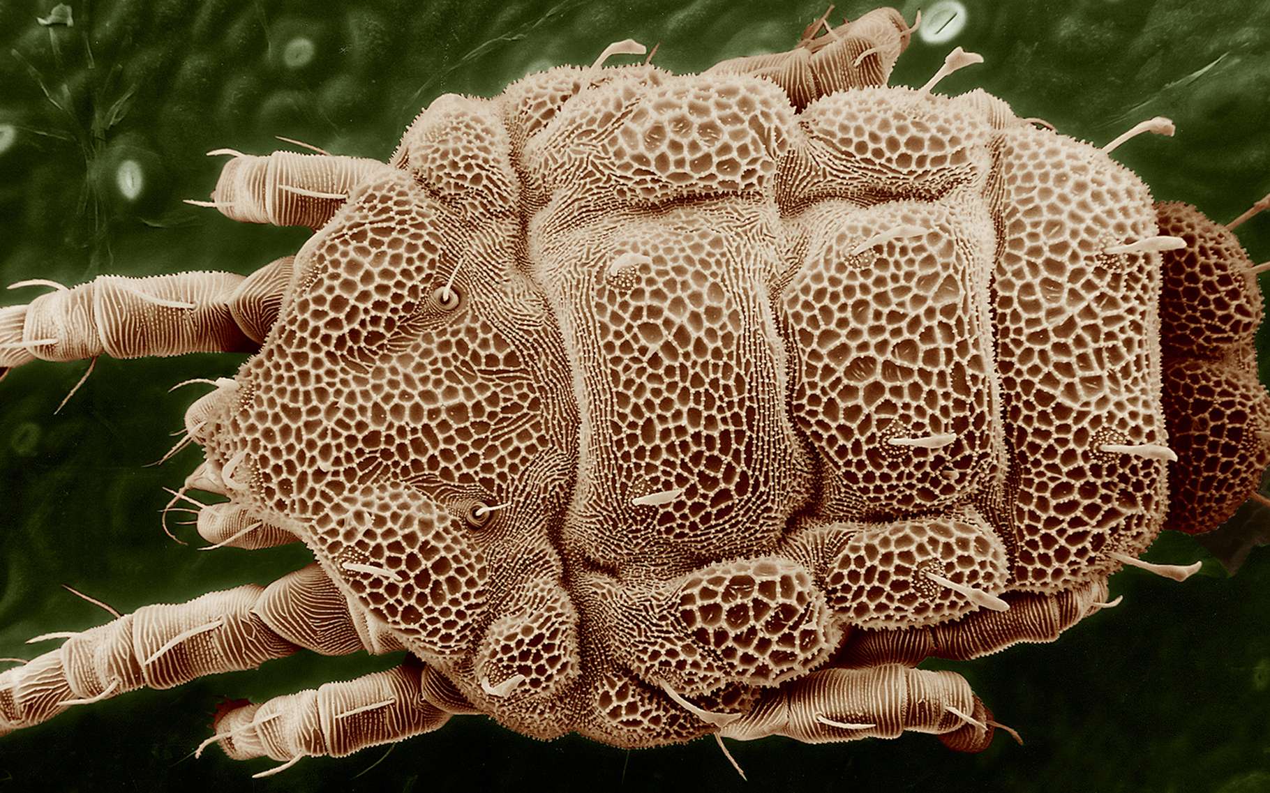 Les acariens, envahisseurs invisibles | Dossier