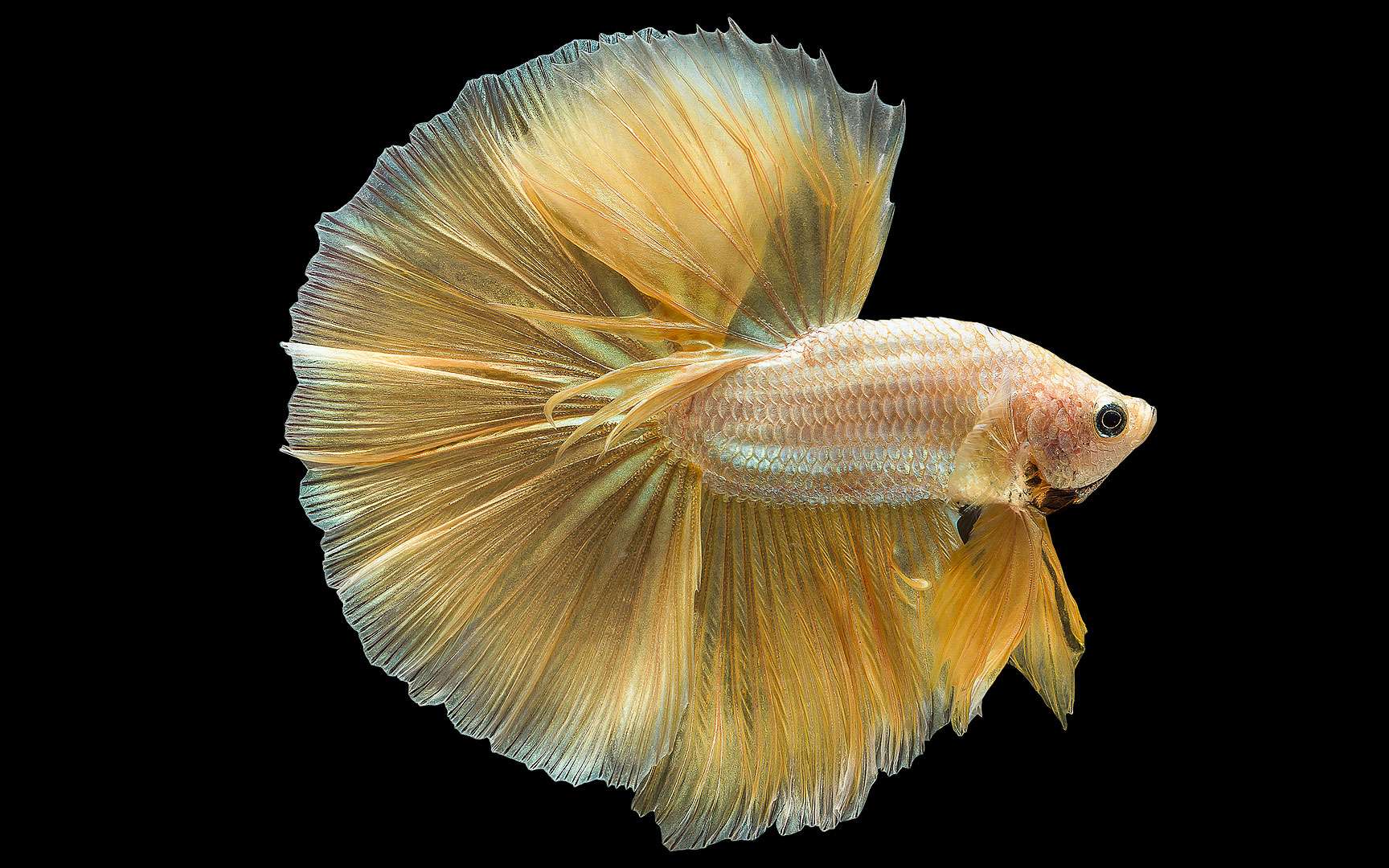 Photos | La splendeur des poissons combattants