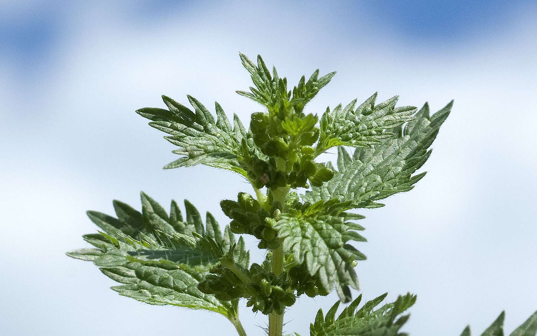 De l'utilité des orties pour la biodiversité | Dossier