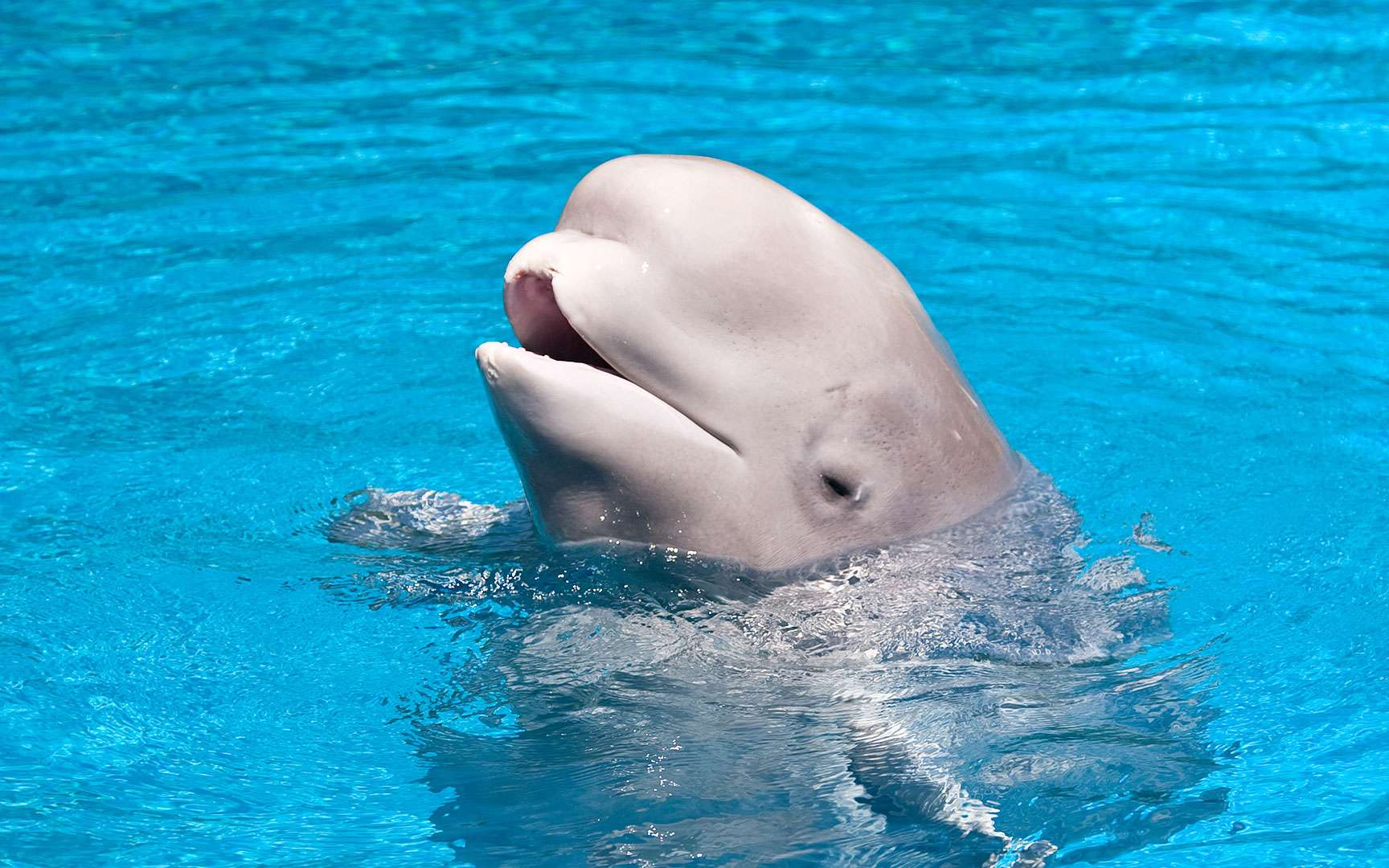 Noc, le bélouga qui parle aux humains