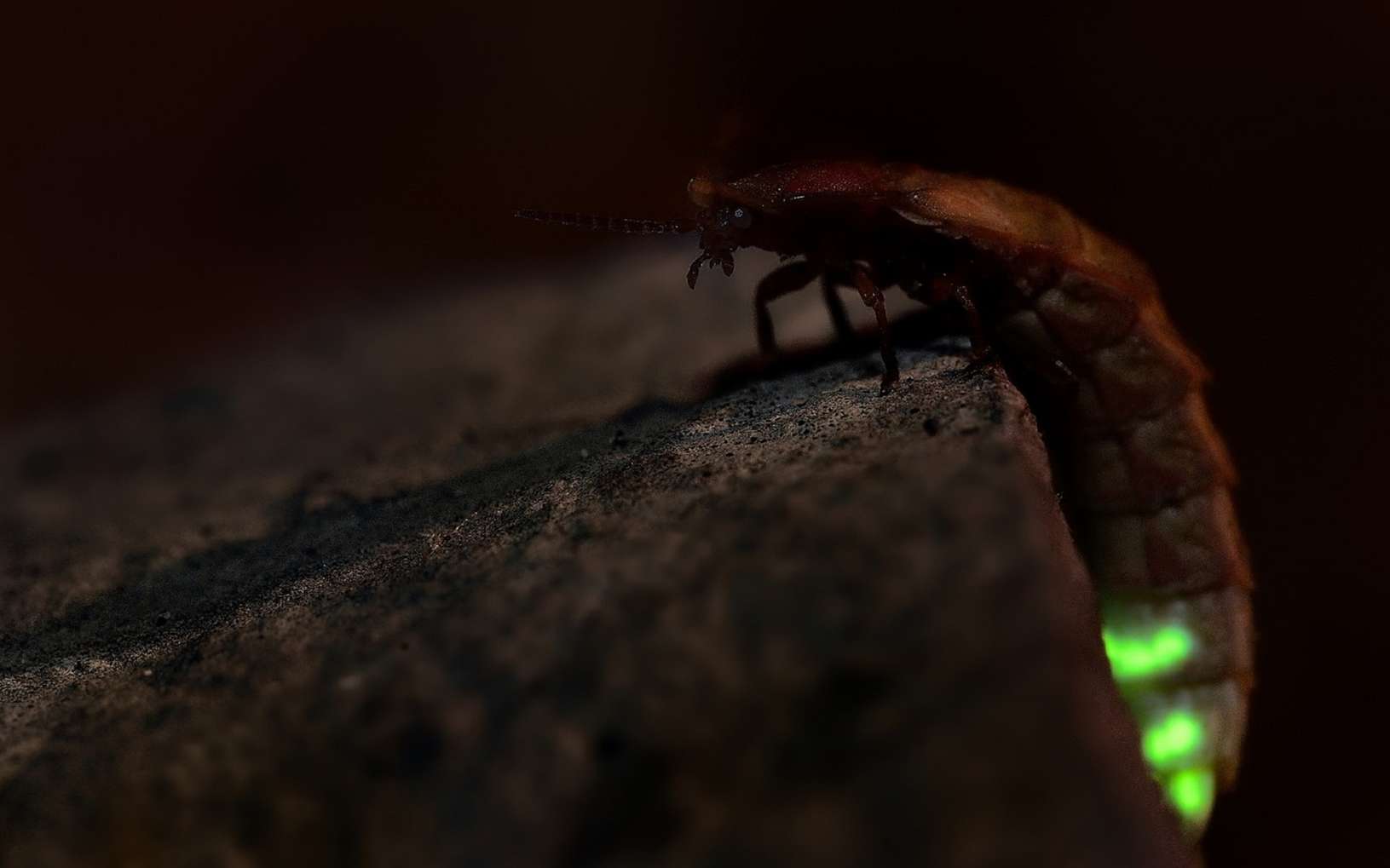 Science participative : signalez les vers luisants de votre jardin