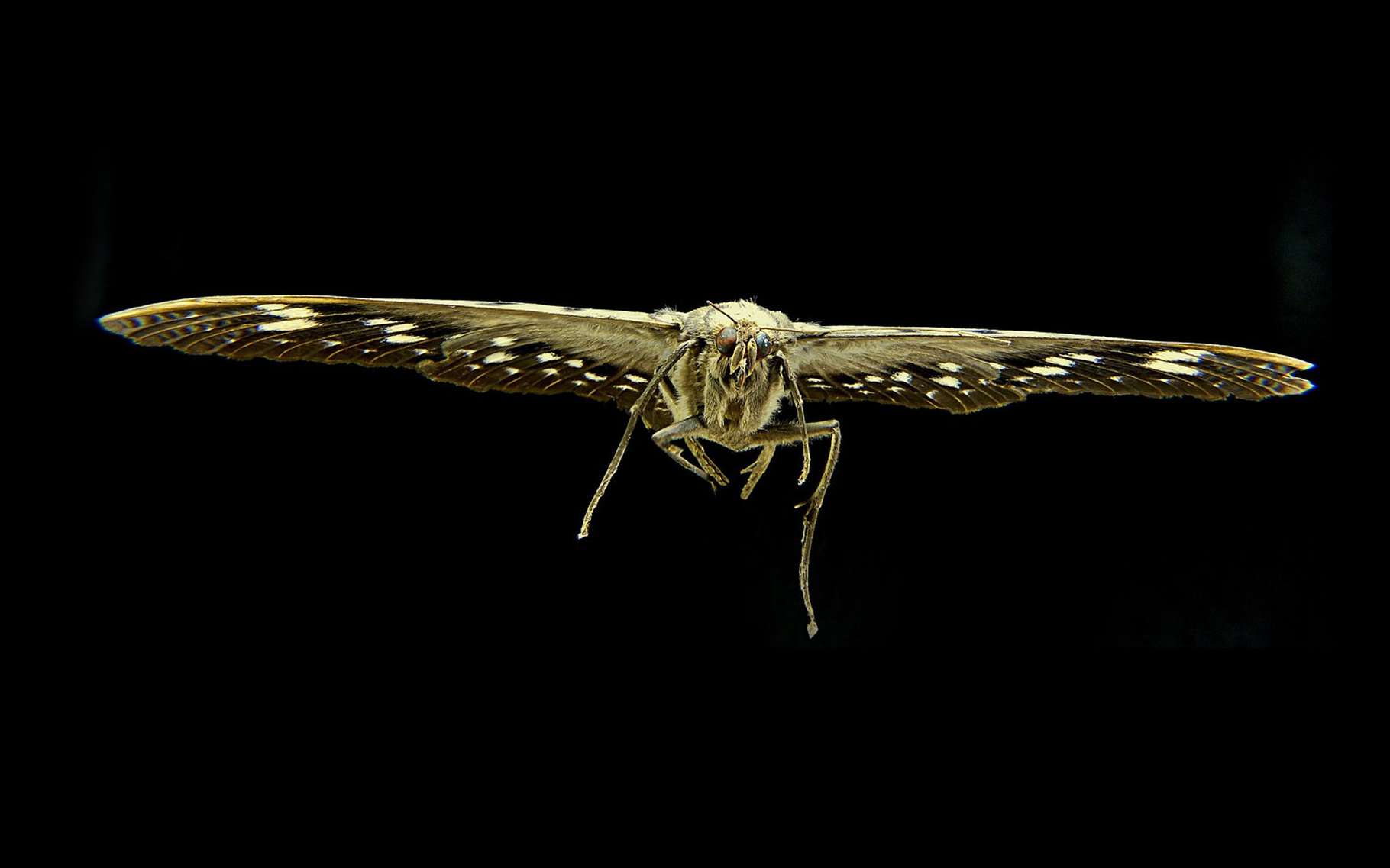 Robot Entomopter, le vol du papillon de nuit | Dossier