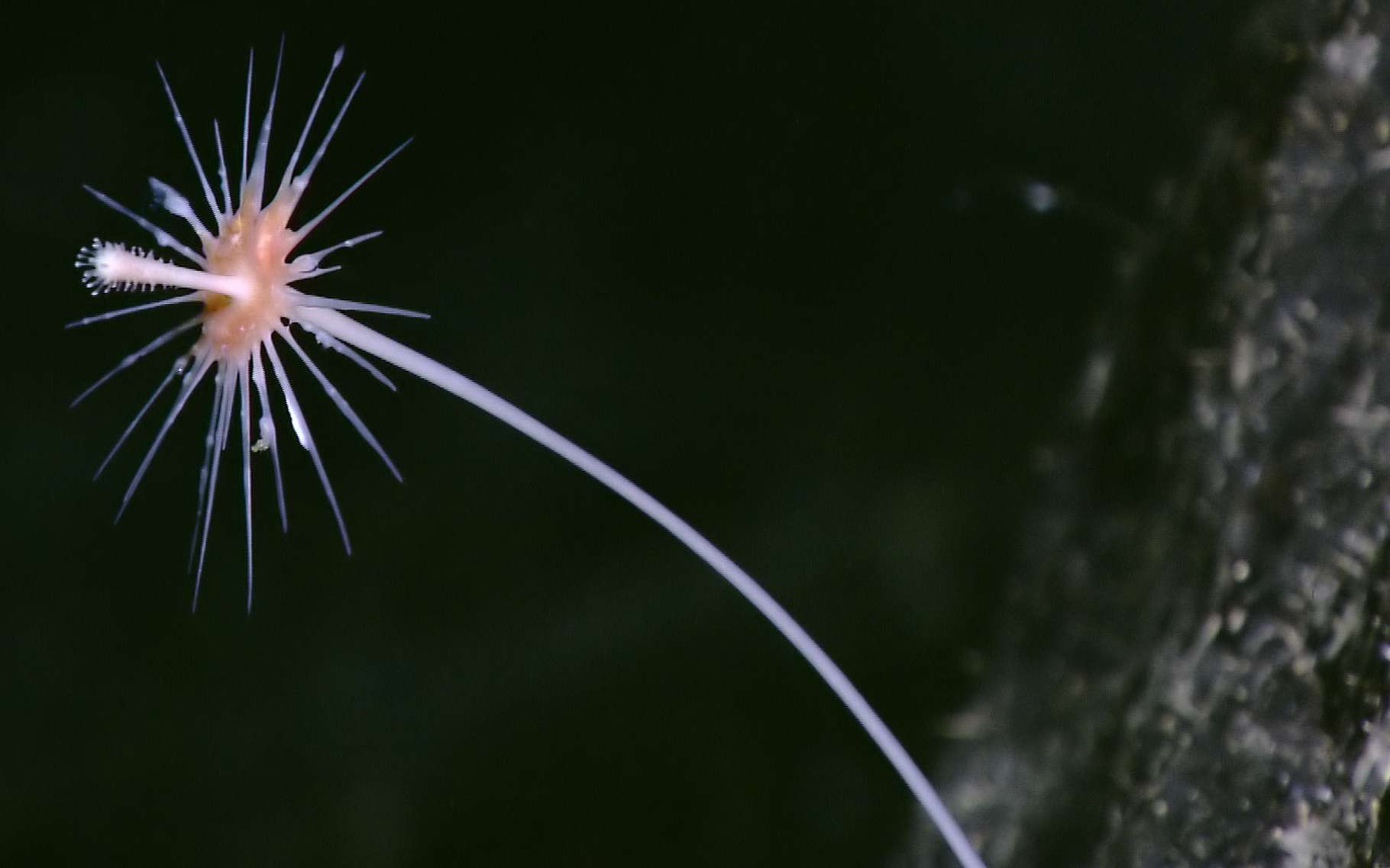 Les éponges carnivores | Dossier